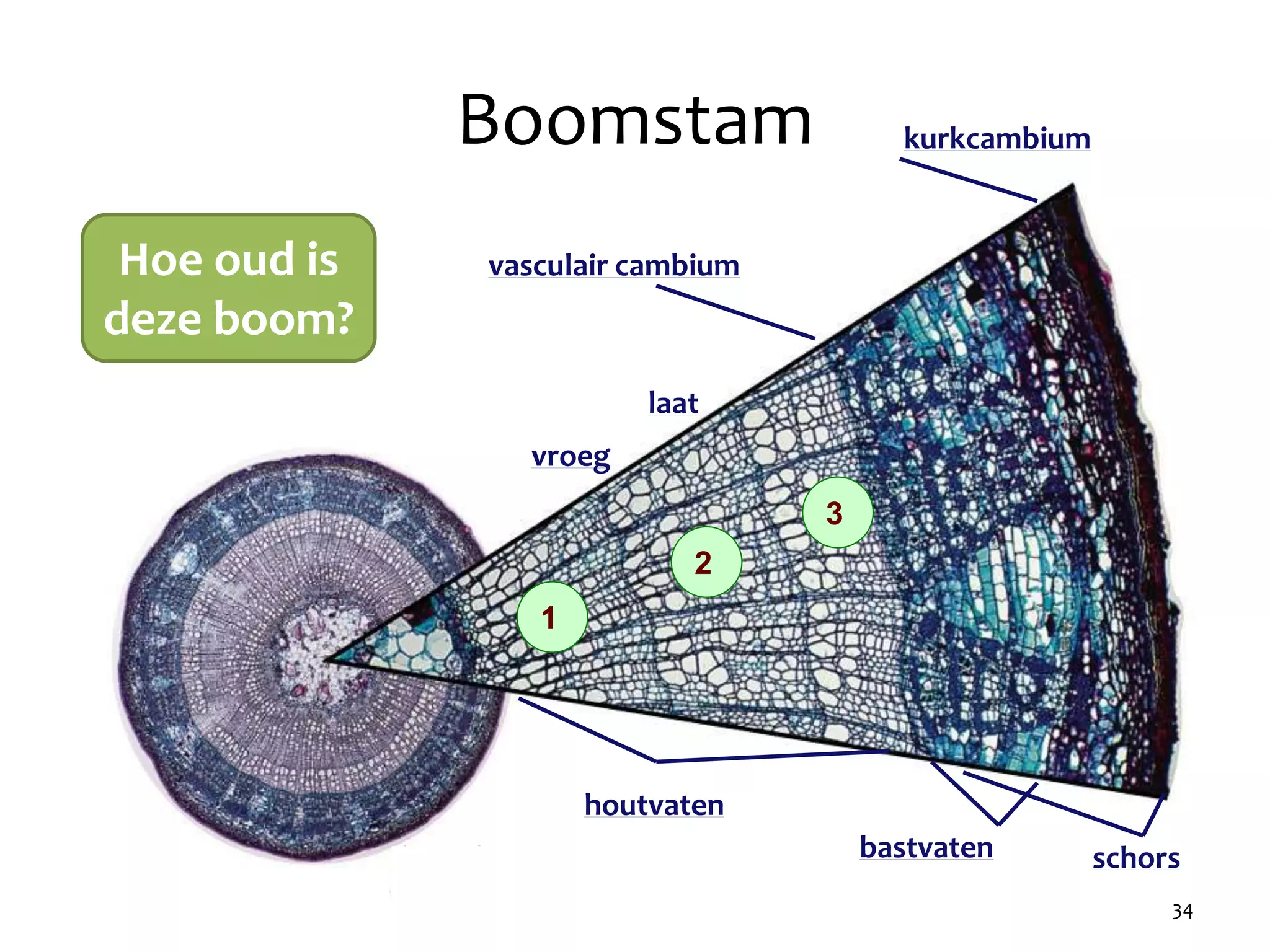 Hoofdstuk 42 - Audesirk | PPTX