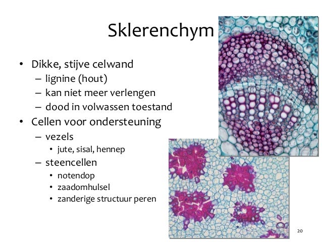 Hoofdstuk 42 - Audesirk