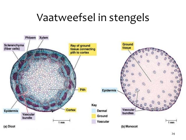 Hoofdstuk 42 - Audesirk