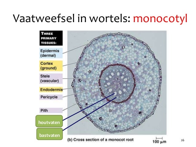 Hoofdstuk 42 - Audesirk