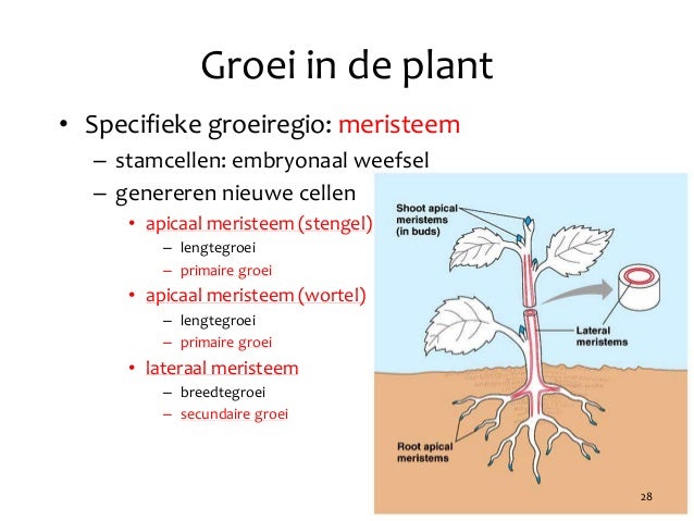 Hoofdstuk 42 - Audesirk