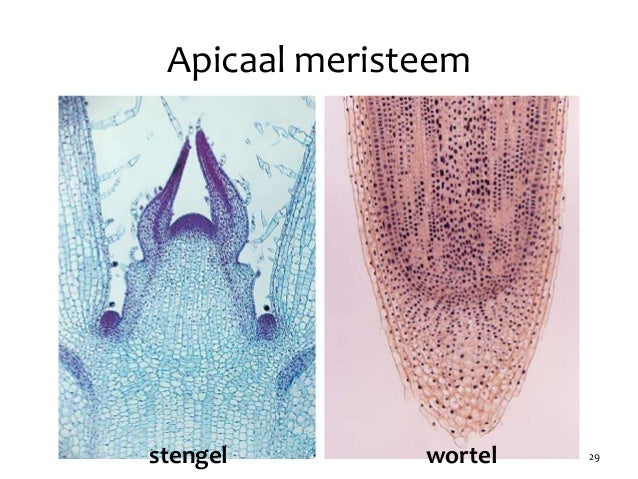 Hoofdstuk 42 - Audesirk