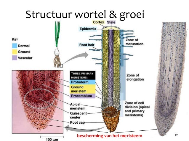 Hoofdstuk 42 - Audesirk