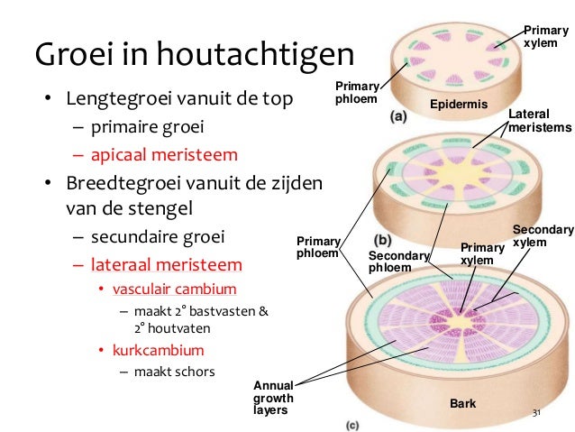 Hoofdstuk 42 - Audesirk