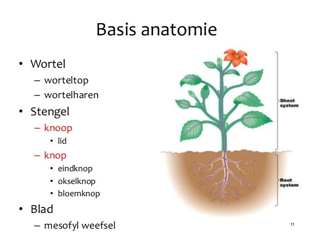Hoofdstuk 42 - Audesirk