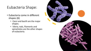 Eubacteria and archeabacteria continued | PPTX