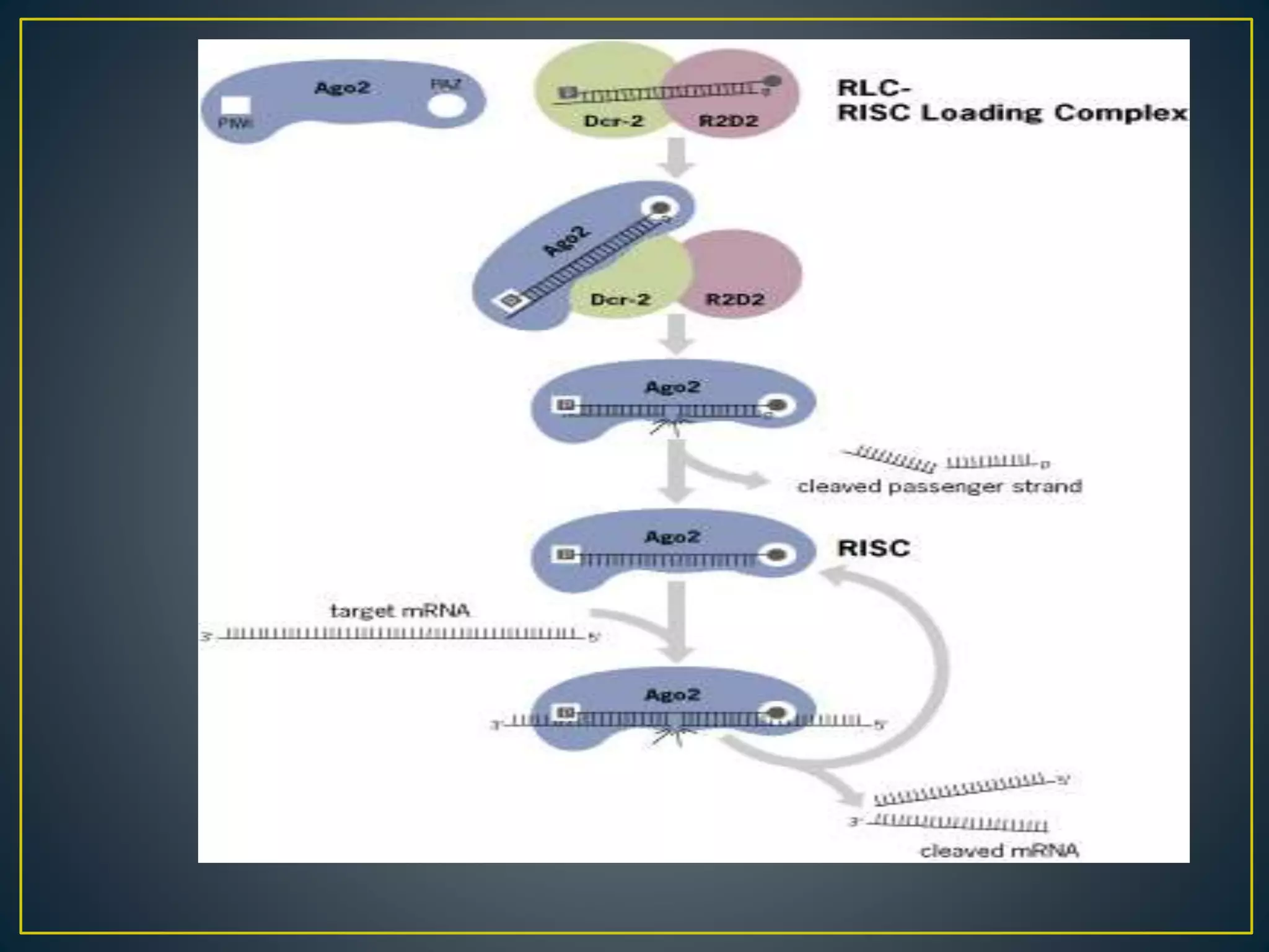 RNAi – Mechanism and Its Application In Crop Improvement | PPTX