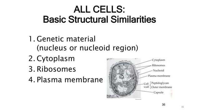 CAPE_Biology_Unit_1_-_03_Cell_Structure_and_Function_v2.pptx