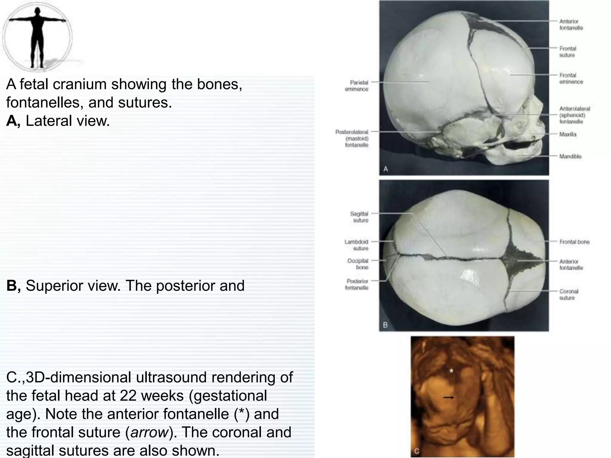 Skull Development | PPTX