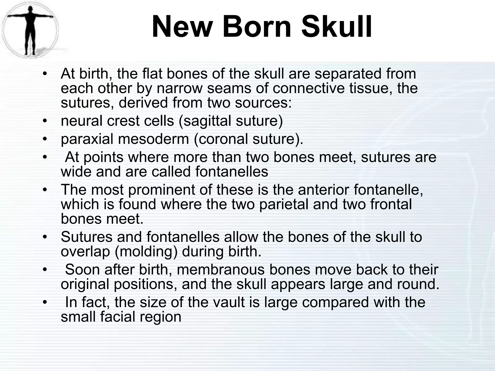 Skull Development | PPTX