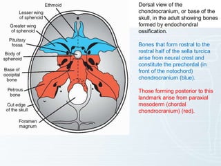 Skull Development | PPTX