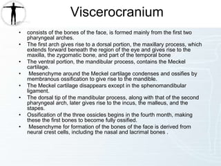 Skull Development | PPTX
