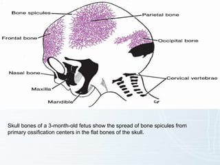 Skull Development | PPTX