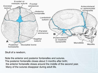 Skull Development | PPTX