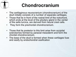 Chondrocranium Occipital