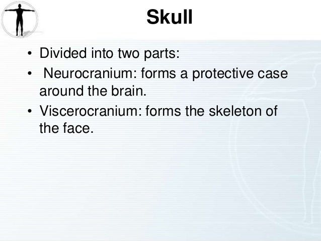 Skull Development