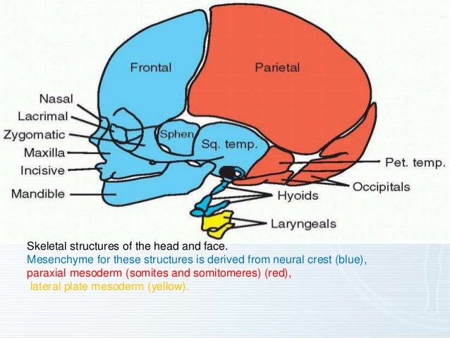 Skull Development