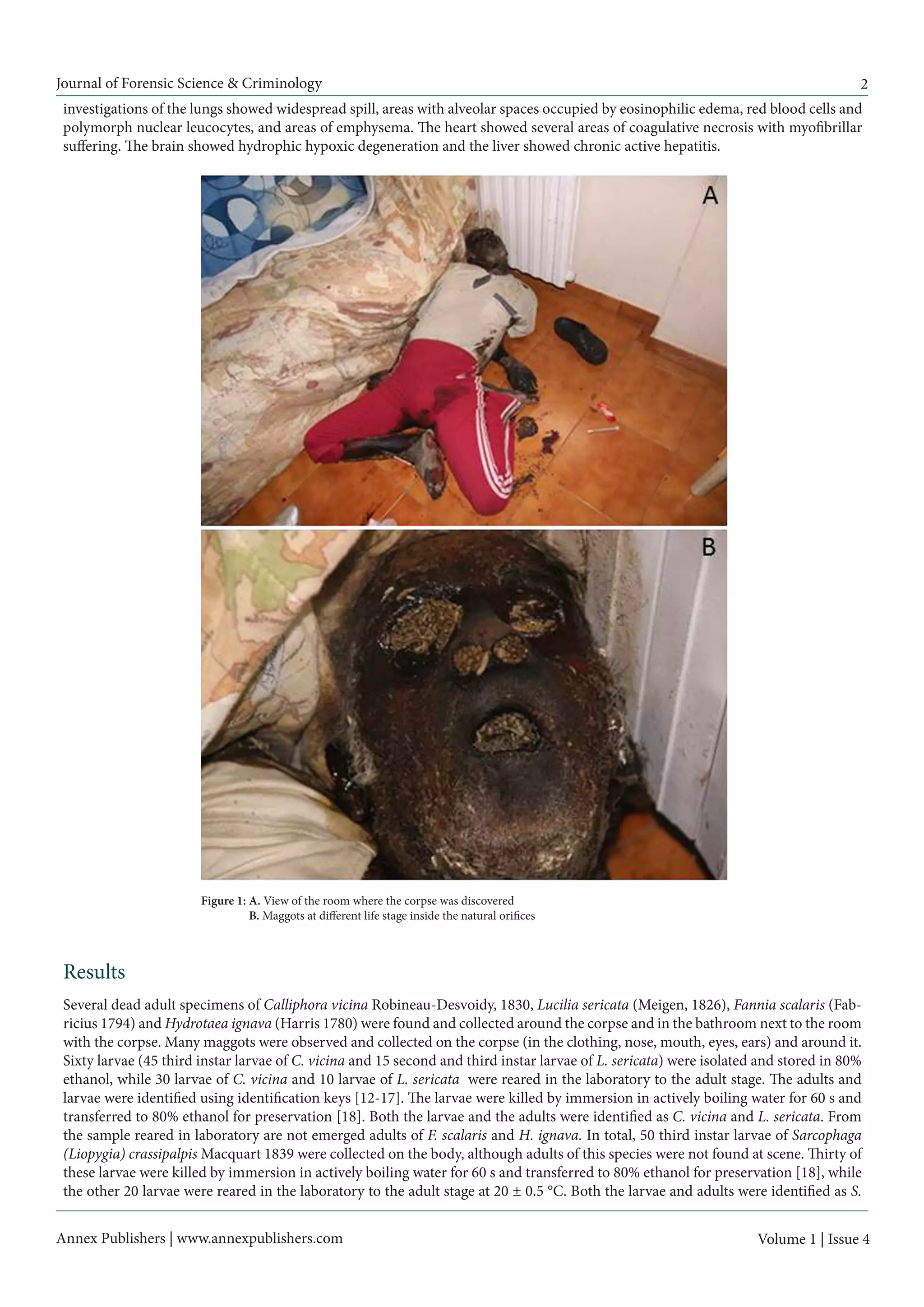 The flesh-fly-sarcophaga-(liopygia)-crassipalpis-macquart-1839-as-an ...