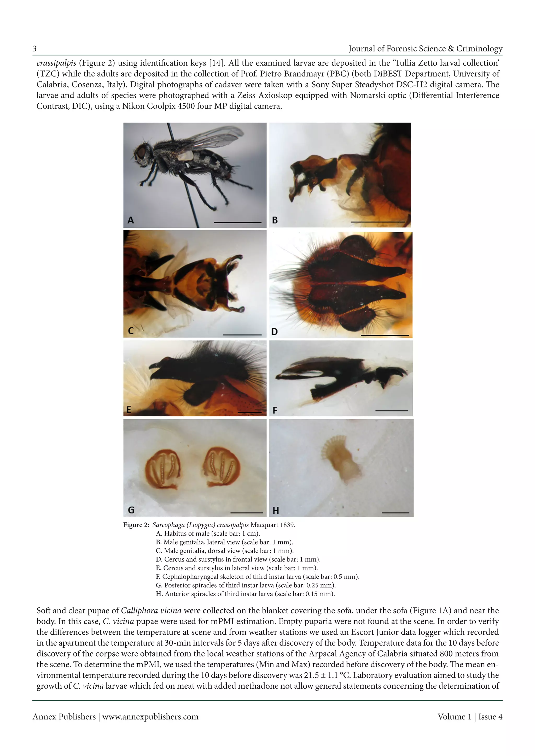 The flesh-fly-sarcophaga-(liopygia)-crassipalpis-macquart-1839-as-an ...