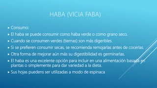 Haba vicia-faba | PPTX