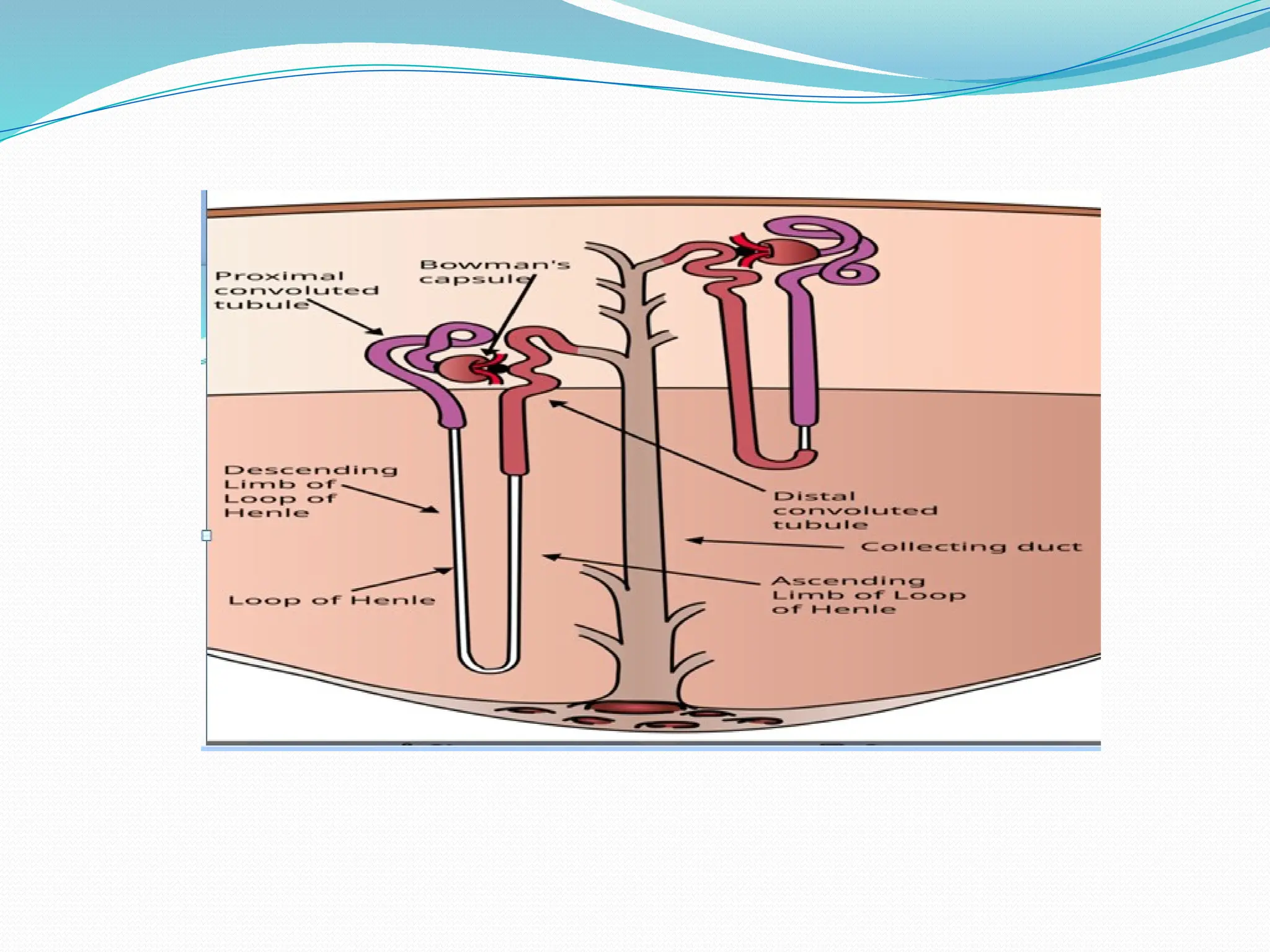 Nephron parts of nephron normal histology of nephron | PPTX