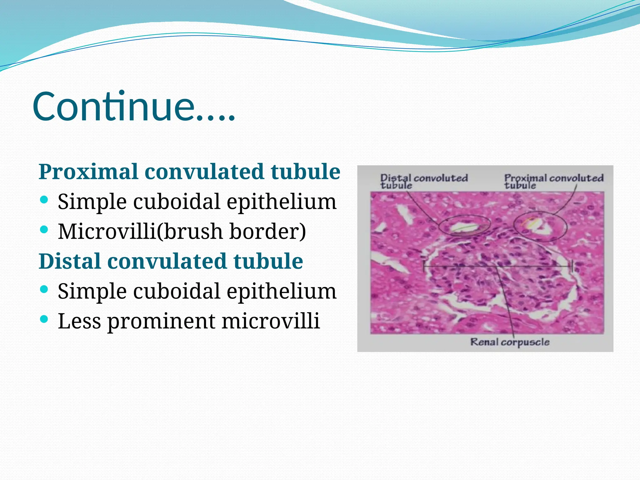 Nephron parts of nephron normal histology of nephron | PPTX