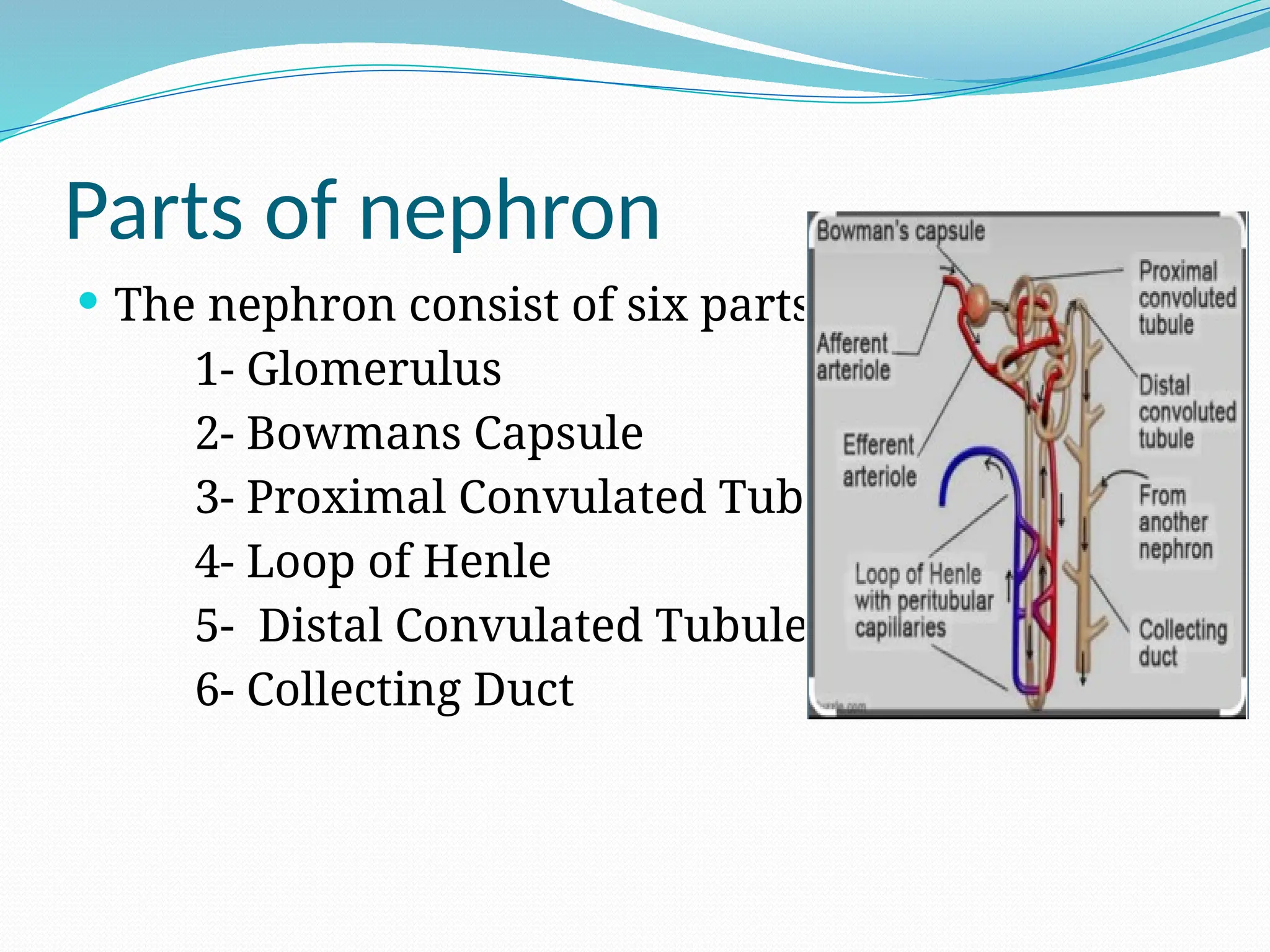 Nephron parts of nephron normal histology of nephron | PPTX