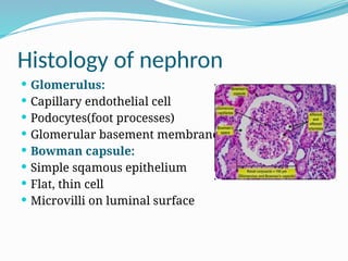 Nephron parts of nephron normal histology of nephron | PPTX