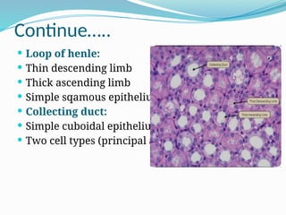 Nephron parts of nephron normal histology of nephron | PPTX