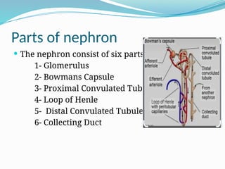 Nephron parts of nephron normal histology of nephron | PPTX