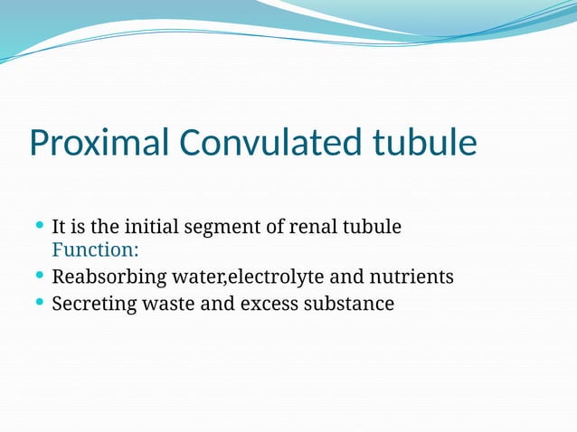 Nephron parts of nephron normal histology of nephron | PPTX | Chemistry ...