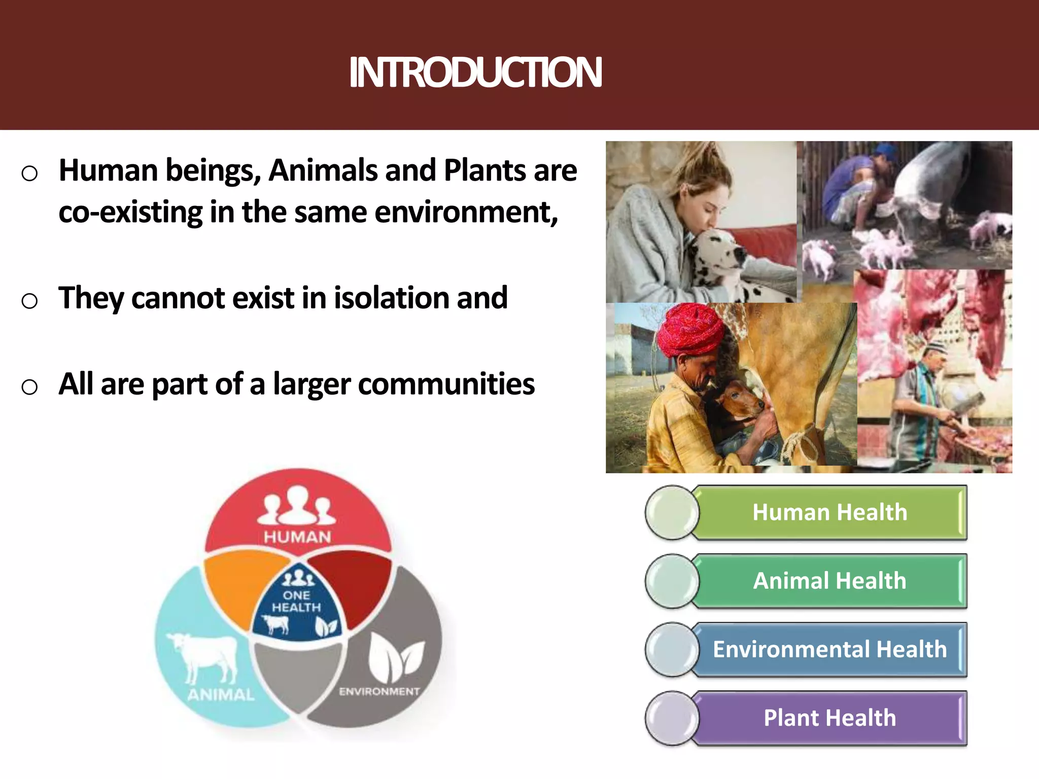 One World One Health Approach | PPTX