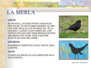 Habitants De La Fageda Nens | PPT