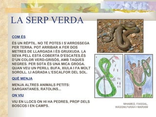 Habitants De La Fageda Nens | PPT