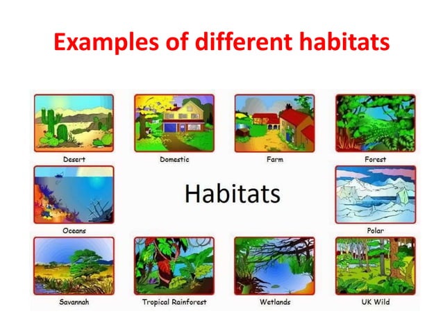 Habitat | PPTX | Science