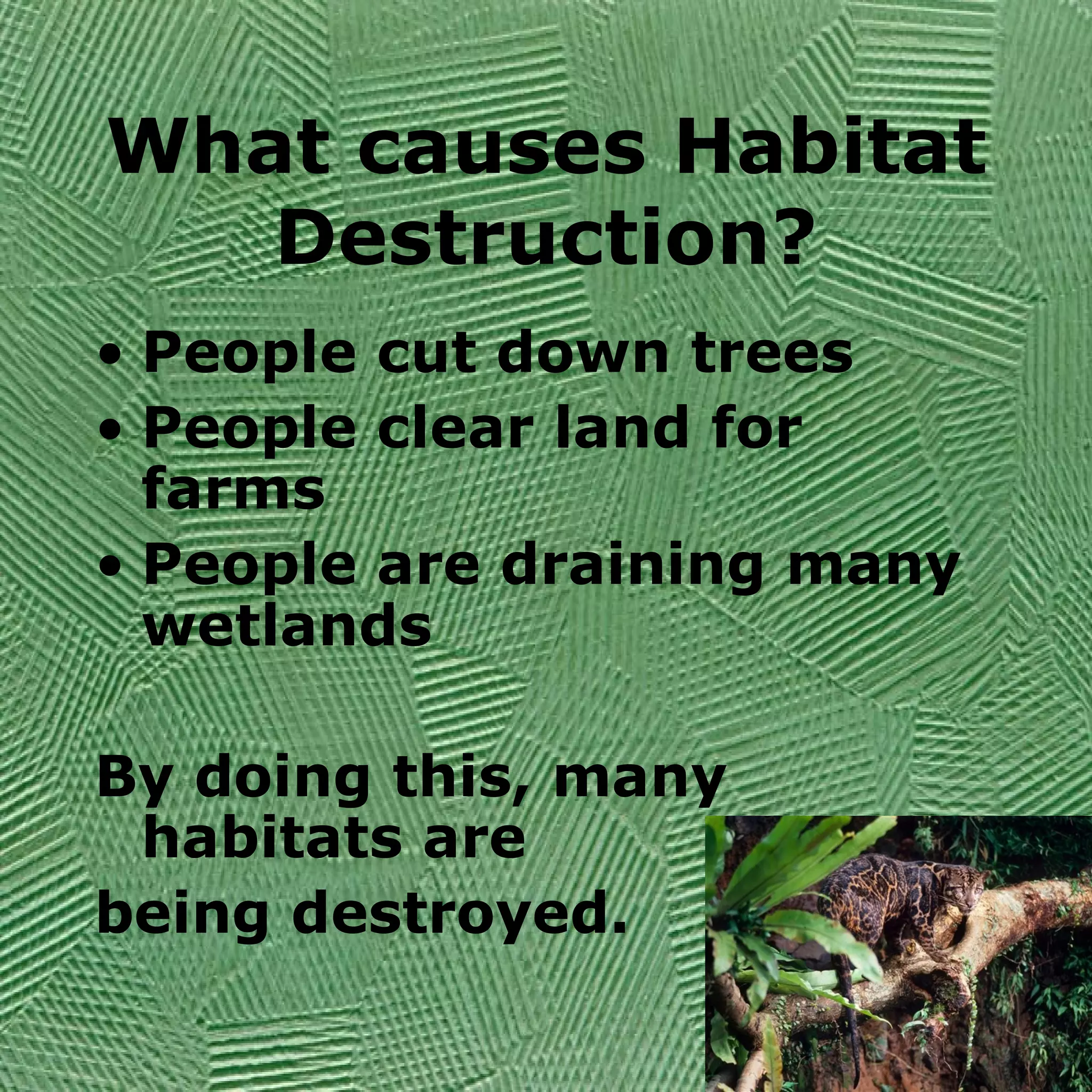 Habitat Destruction | PPT