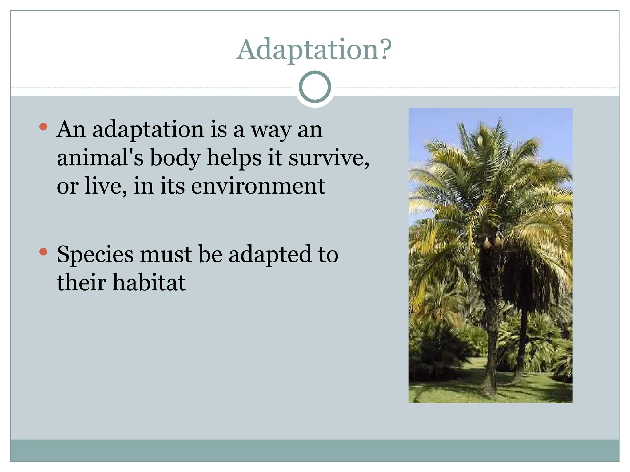 habitat & adaptation, environment, population ppt | PPT
