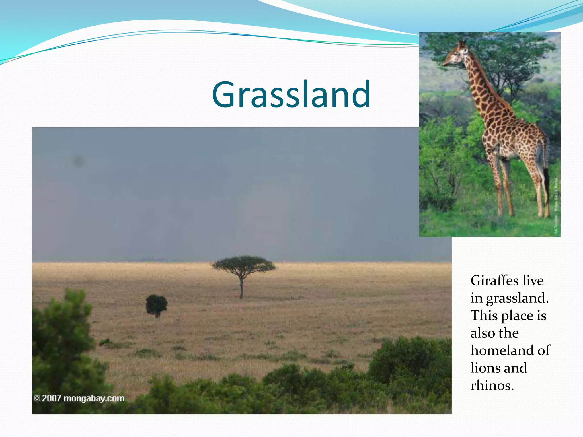 Habitat And Animals | PPTX