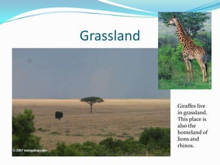 Habitat And Animals | PPTX