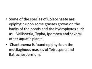 Habitat and habit of algae | PPTX