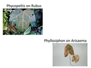 Habitat and habit of algae | PPTX
