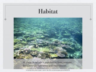 Habitat and niche | KEY