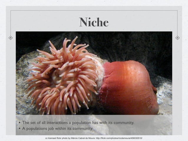 Habitat and niche | PPT