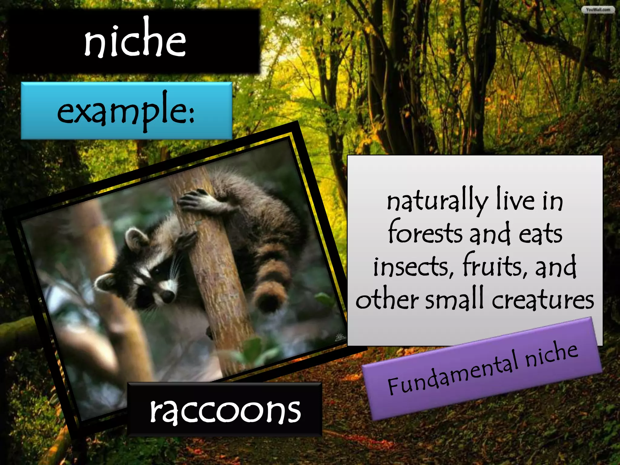 Habitat and niche report | PPTX