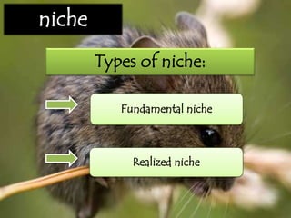 Habitat and niche report | PPTX