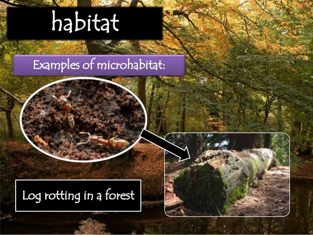Habitat and niche report