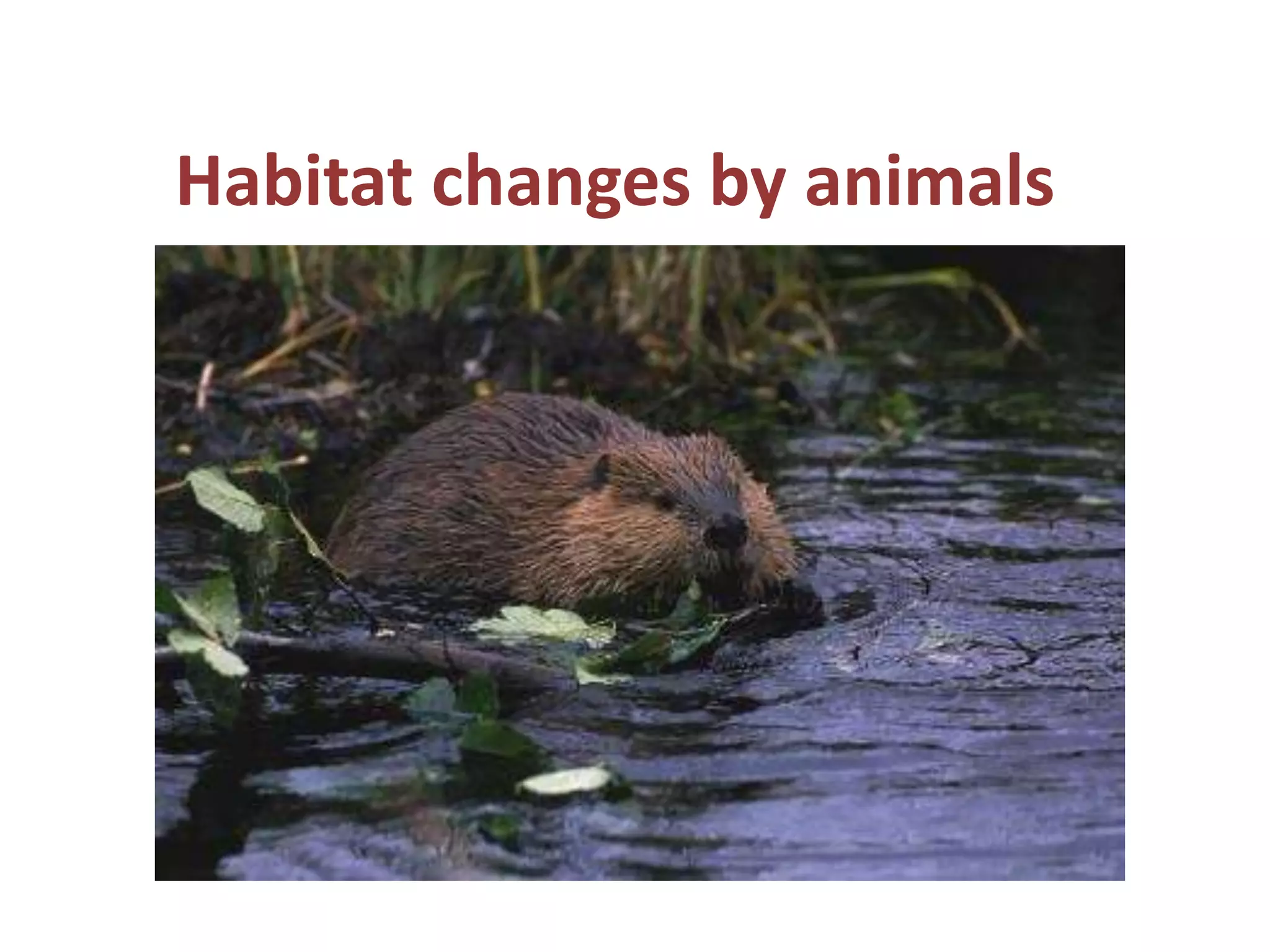 Habitat changes by animals | PPTX