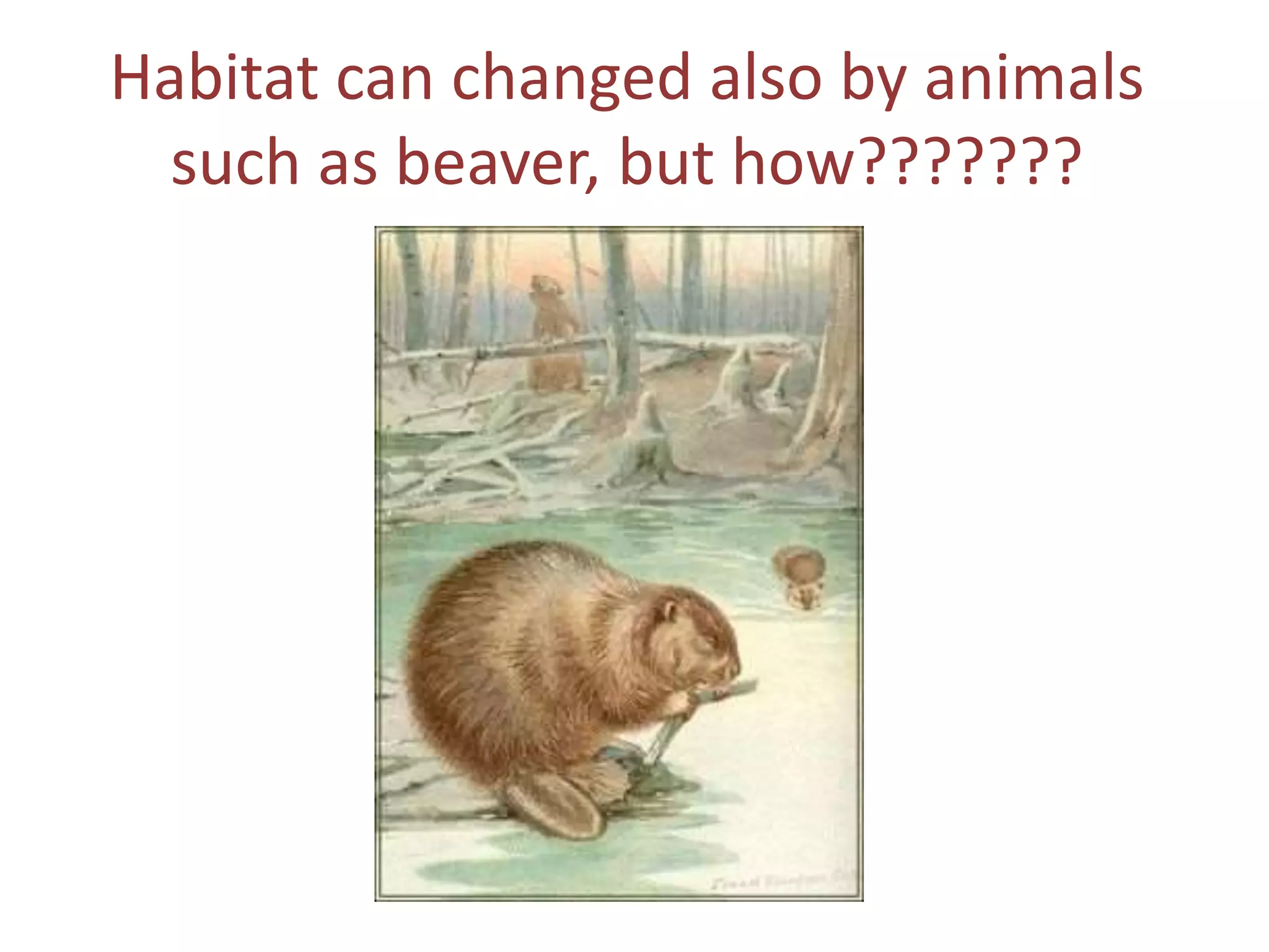 Habitat changes by animals | PPTX