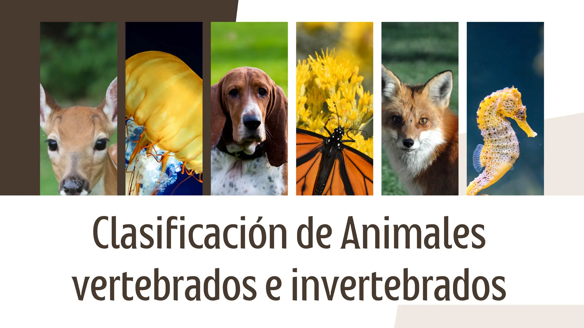 Presentación con imágenes de animales vertebrados e invertebrados | PDF