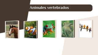 Presentación con imágenes de animales vertebrados e invertebrados | PDF